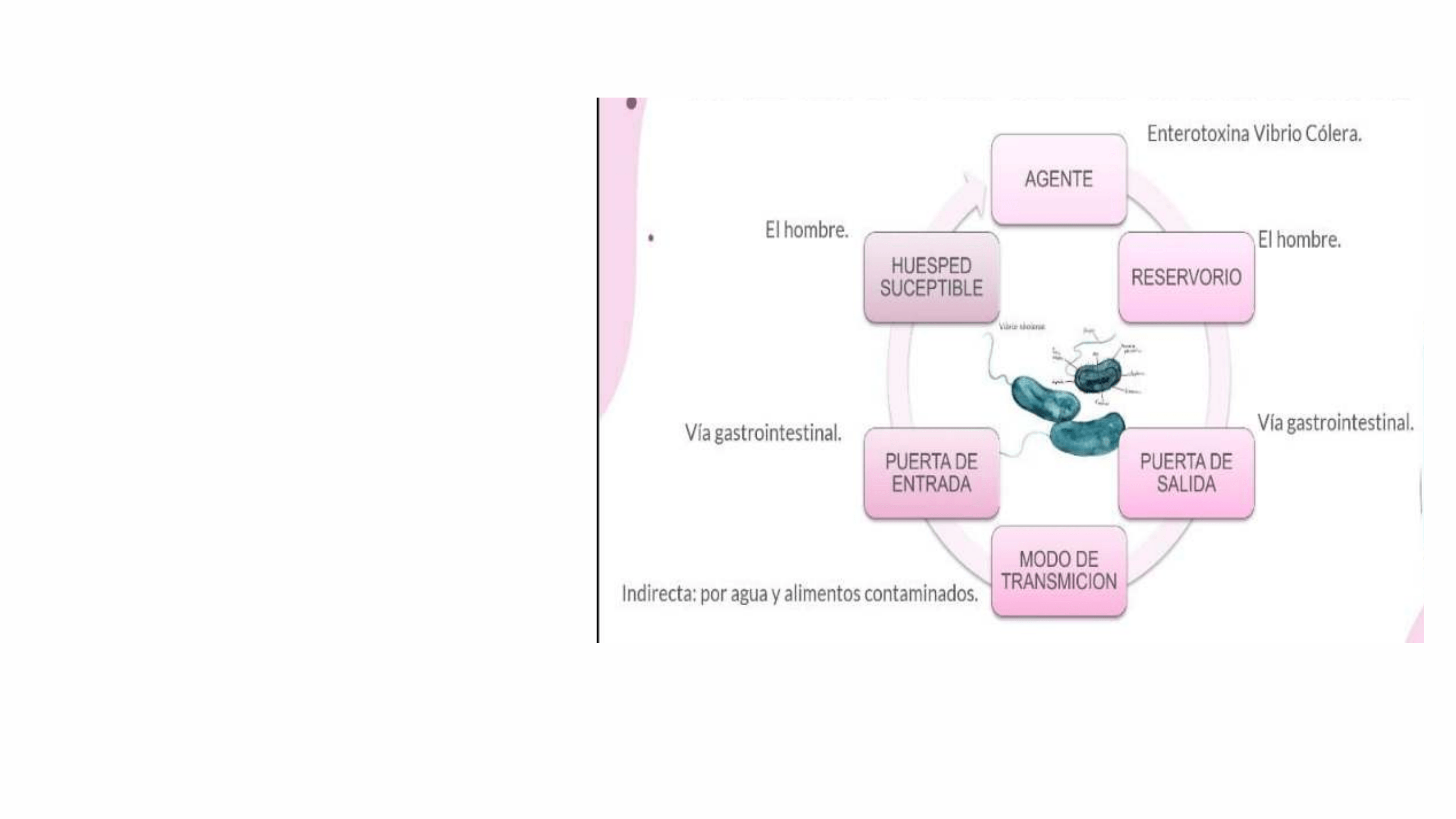 Presentación: BACTERIAS MICROBIOLOGIA (KLEBSIELLA, BRUCELLA ...